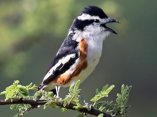 Brubru - eBird