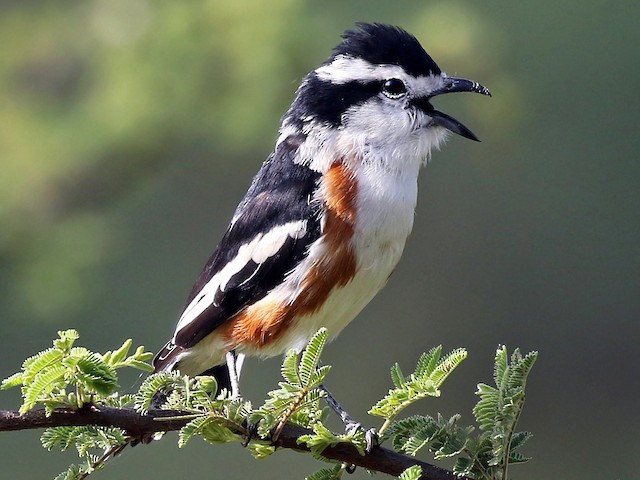 Photos - Brubru - Nilaus afer - Birds of the World