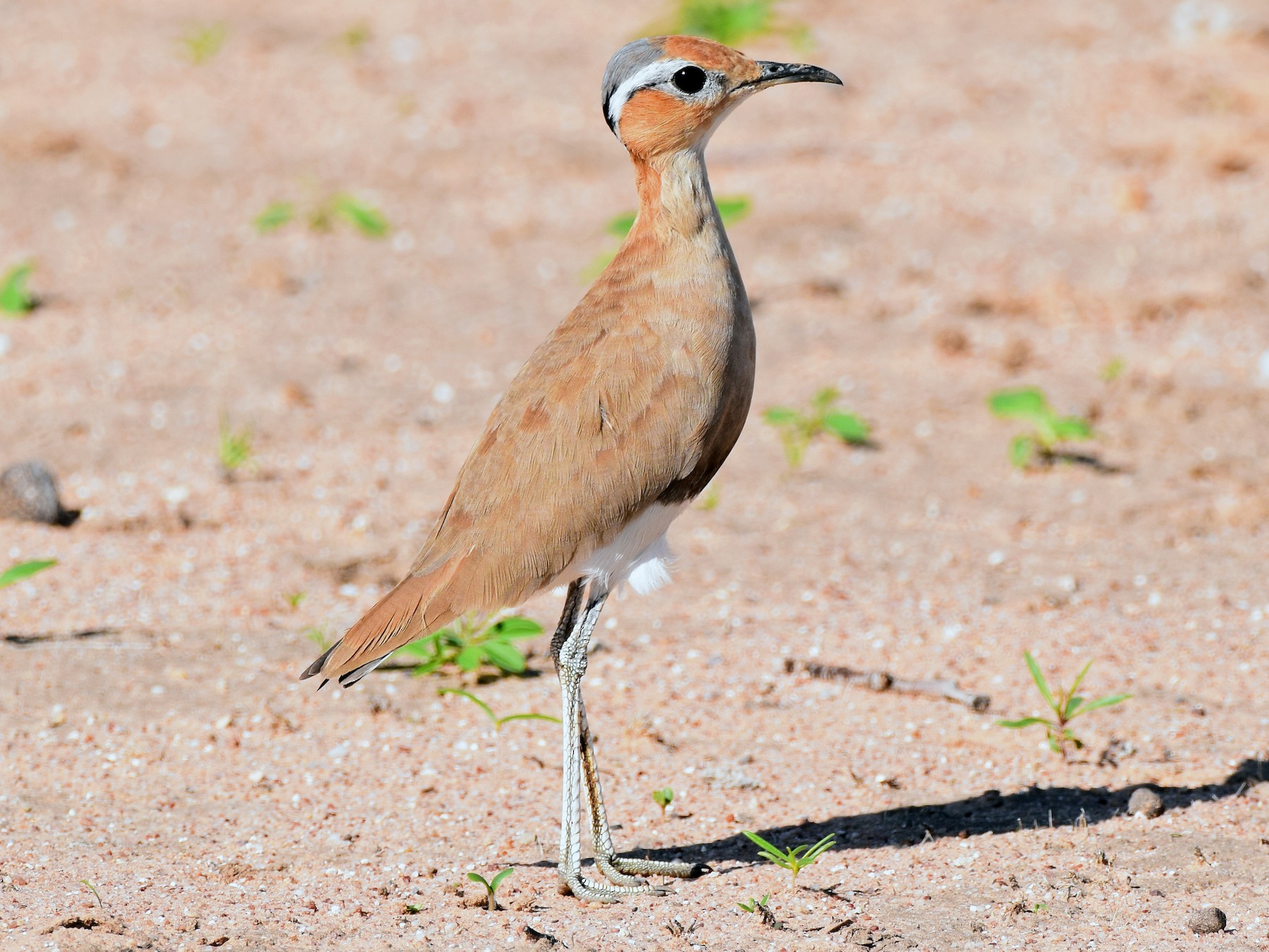 Burchell's Courser - eBird