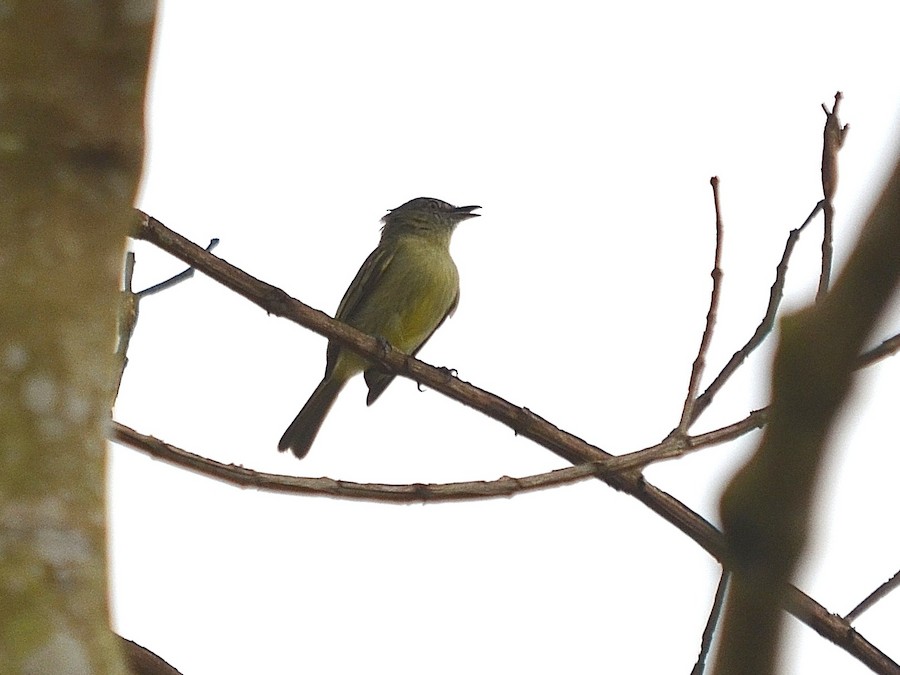 Picoplano Aliamarillo (grupo assimilis) - eBird