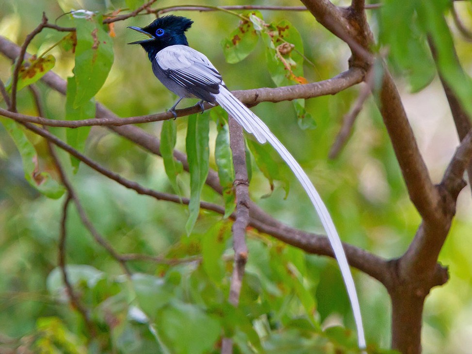 African Paradise-Flycatcher - eBird