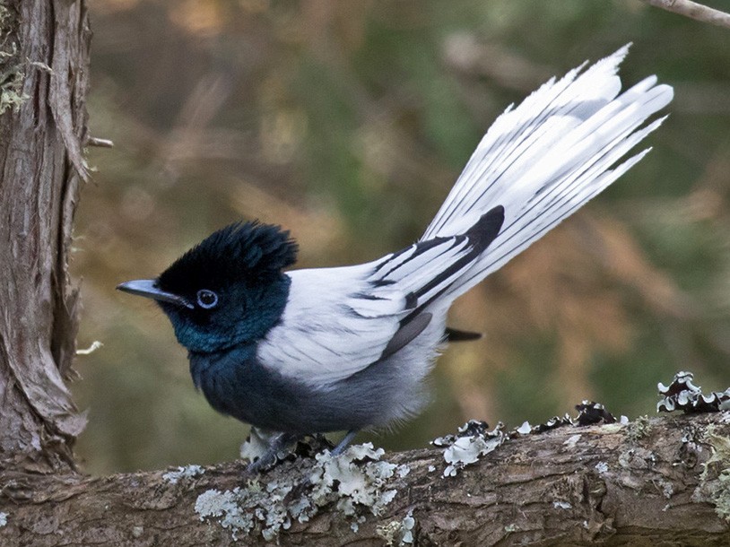 African Paradise-Flycatcher - eBird