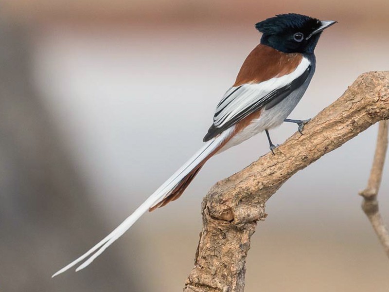 African Paradise-Flycatcher - eBird