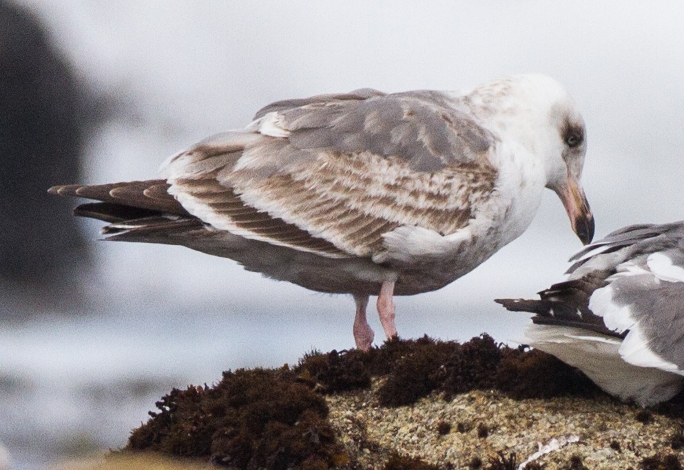 eBird Checklist - 27 Mar 2020 - Pt. Pinos--south gull roost only ...