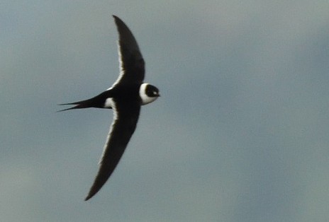 Great Swallow-tailed Swift - eBird
