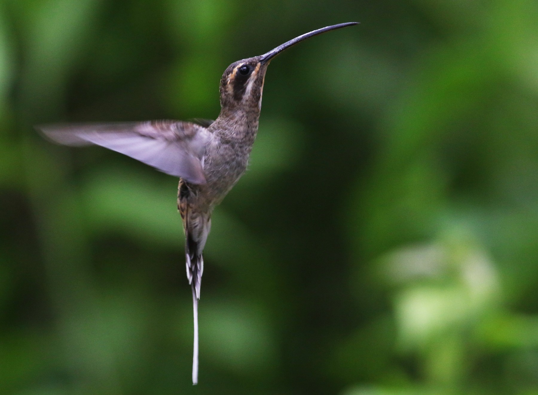 long-billed hermit - eBird