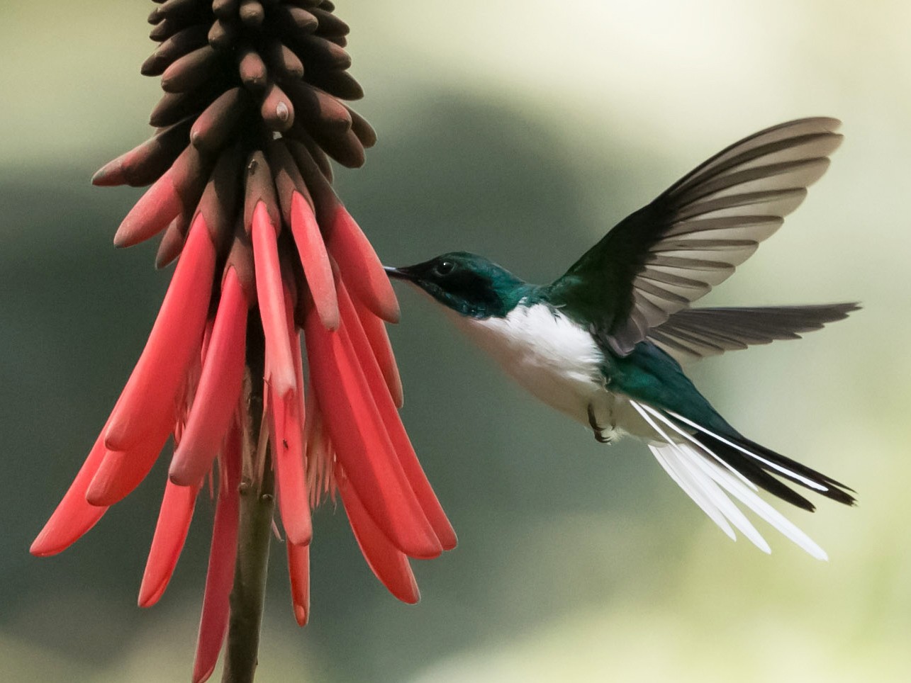 Purple Crowned Fairy Hummingbird