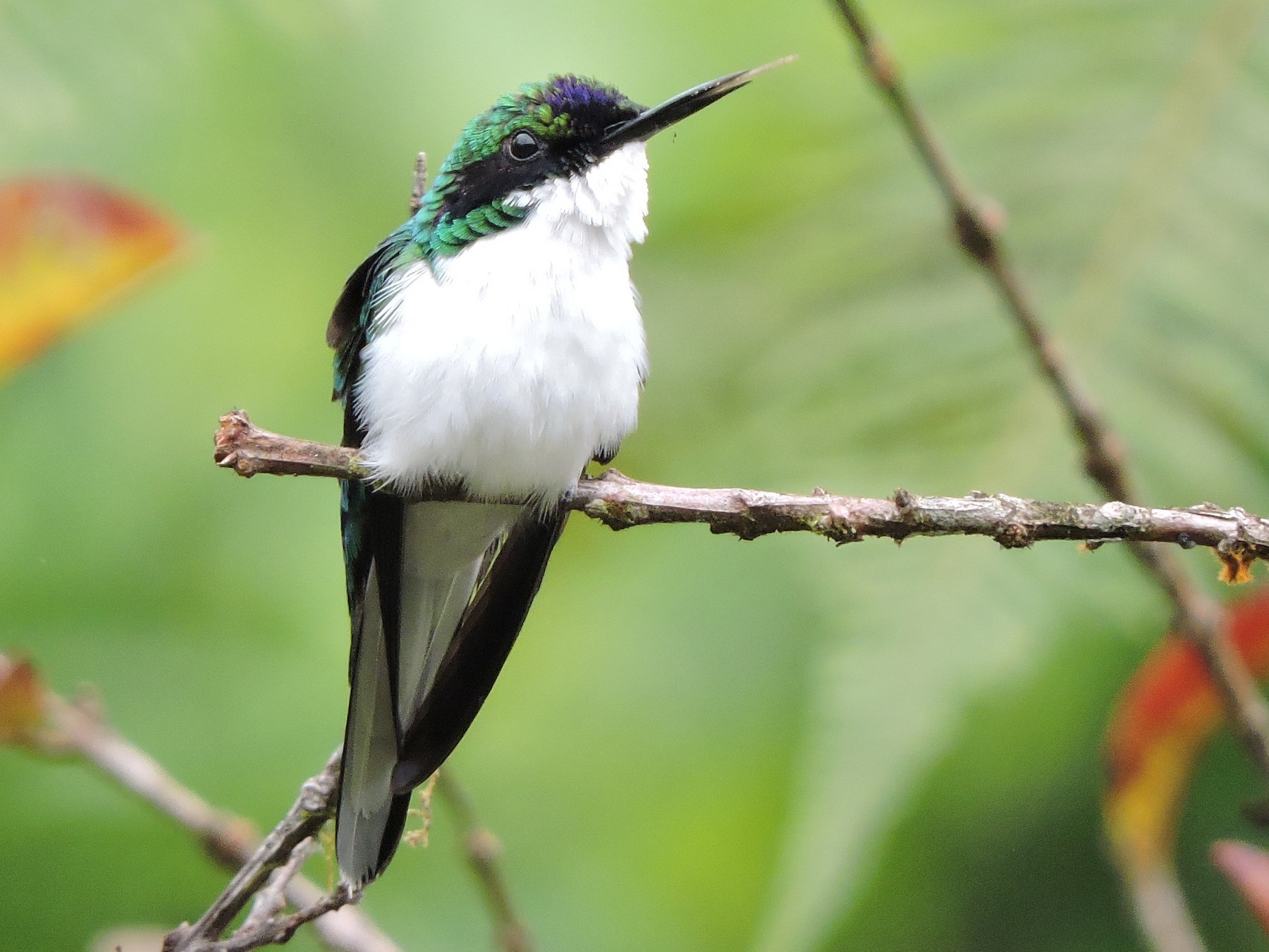 Purple-crowned Fairy - eBird