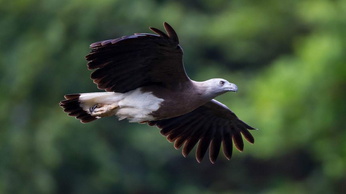 eBird Checklist - 12 Sep 2010 - Singapore Quarry at Dairy Farm Nature ...