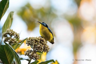 Yellow-bellied Sunbird-Asity - Neodrepanis hypoxantha - Birds of the World