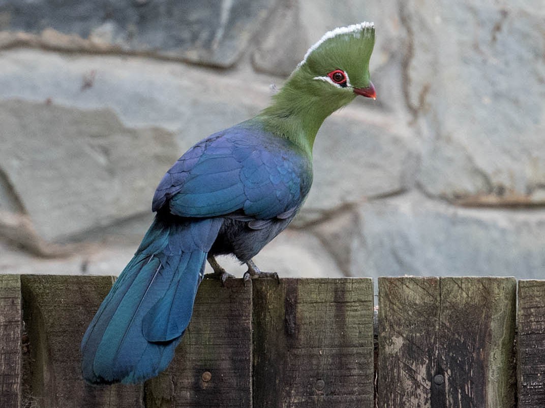 Knysna Turaco - eBird