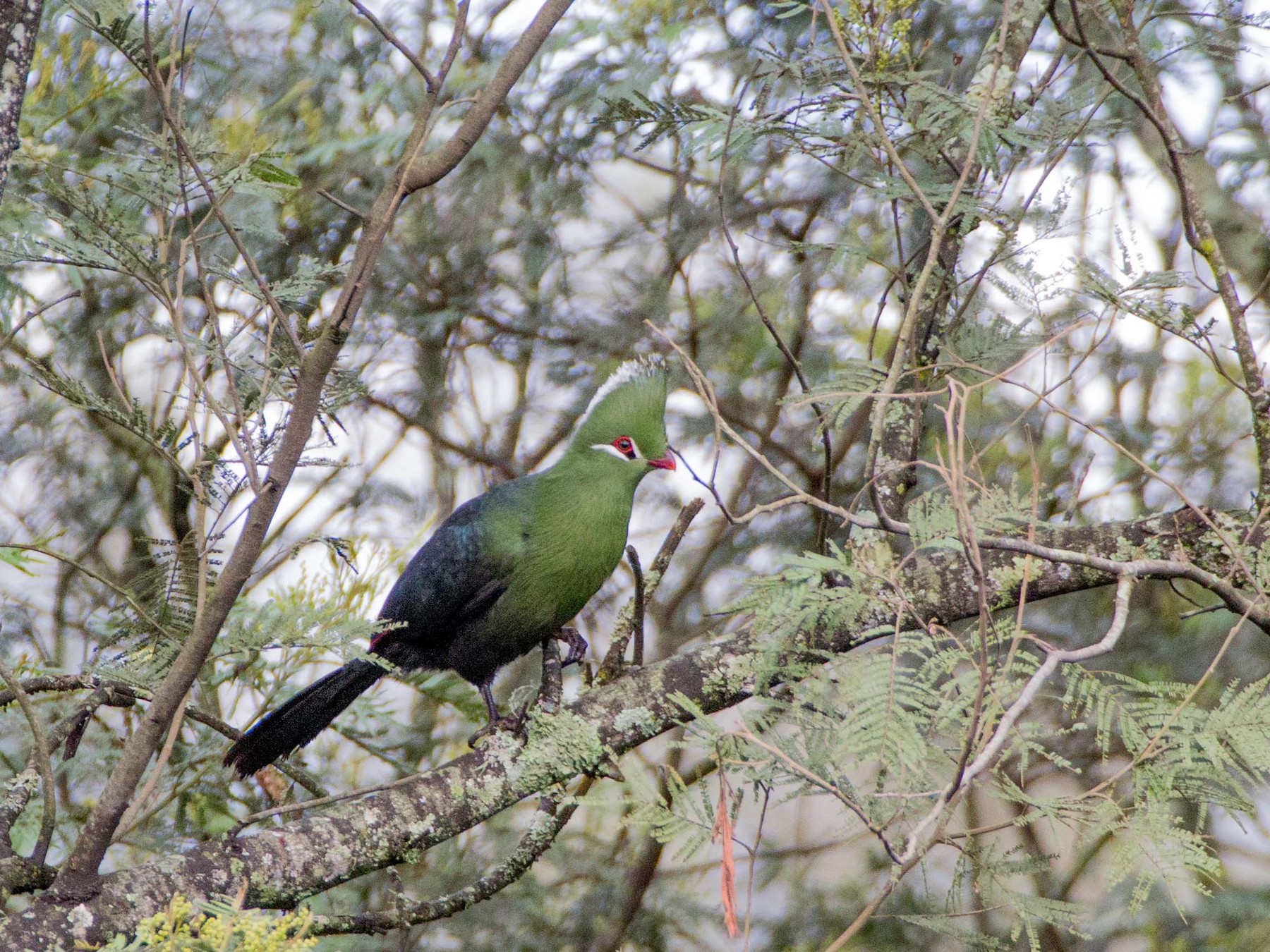 Knysna Turaco - eBird