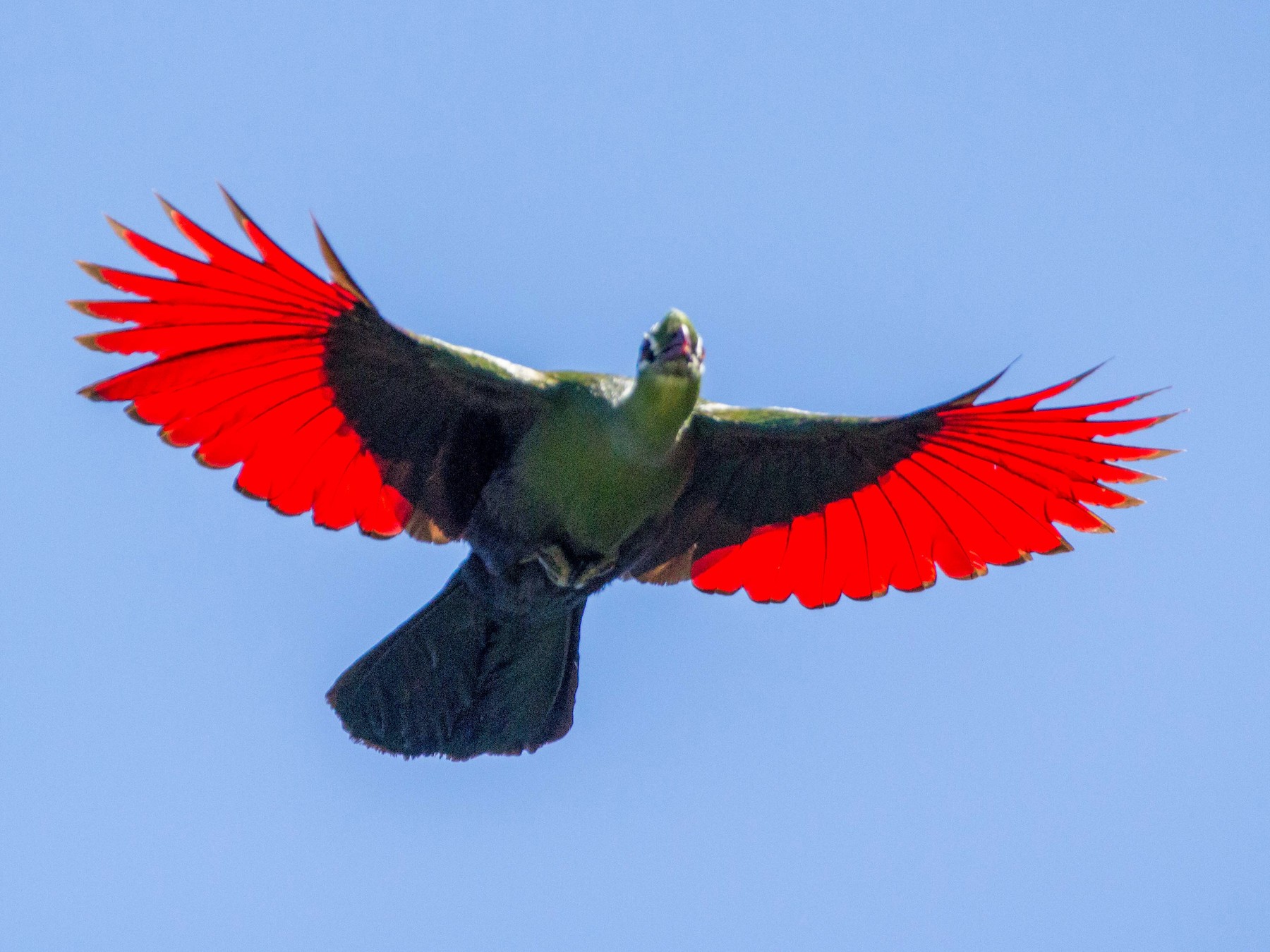 Turaco de Knysna - eBird