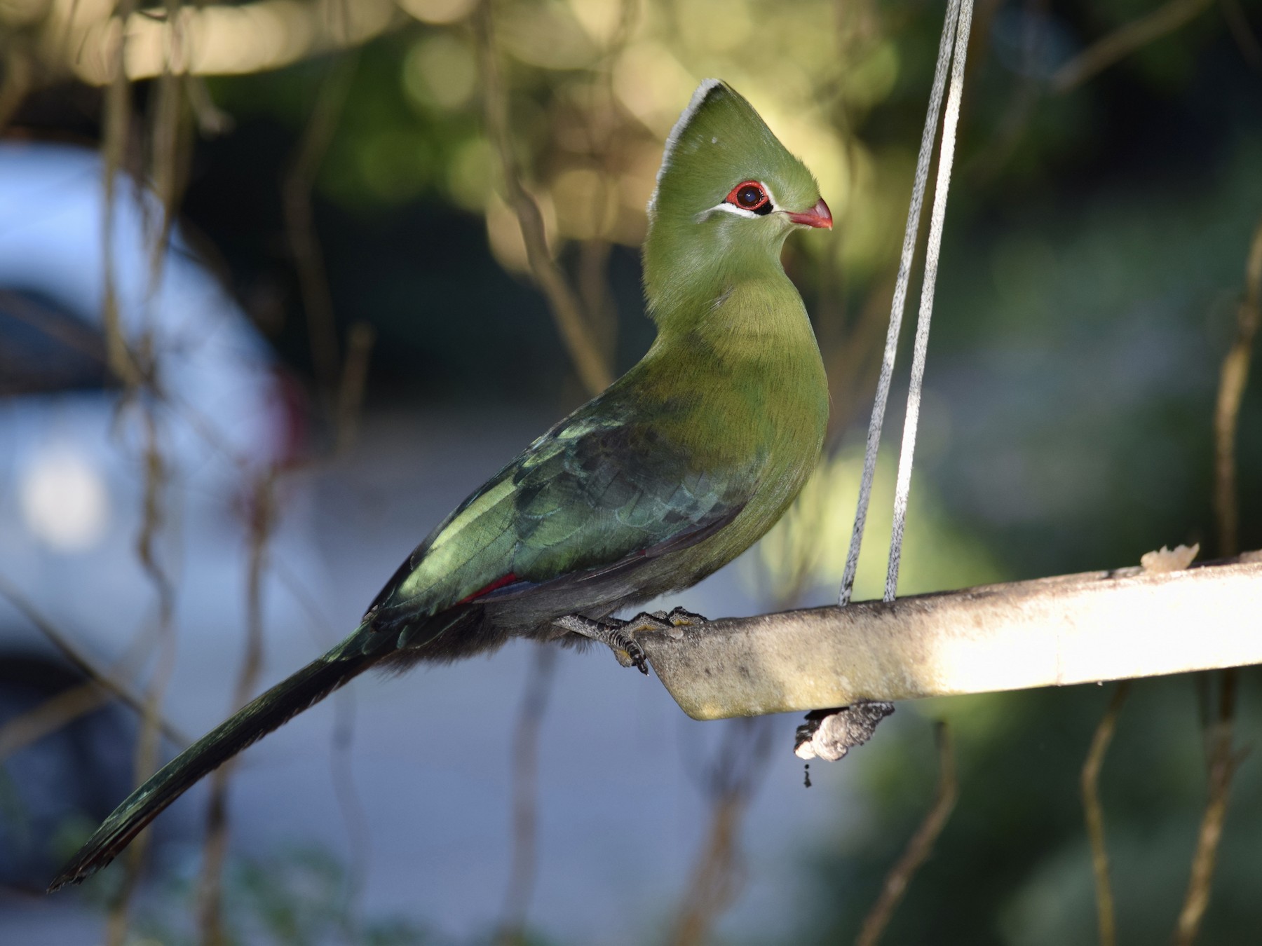 Knysna Turaco - eBird