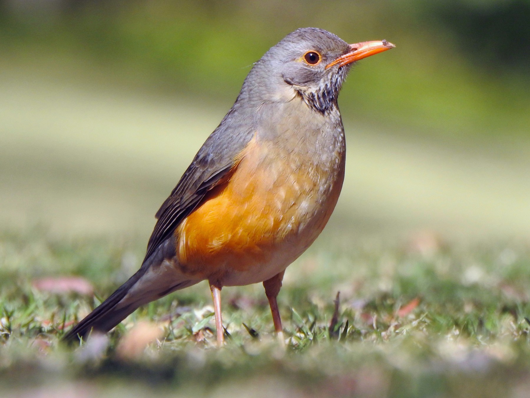 Kurrichane Thrush - eBird