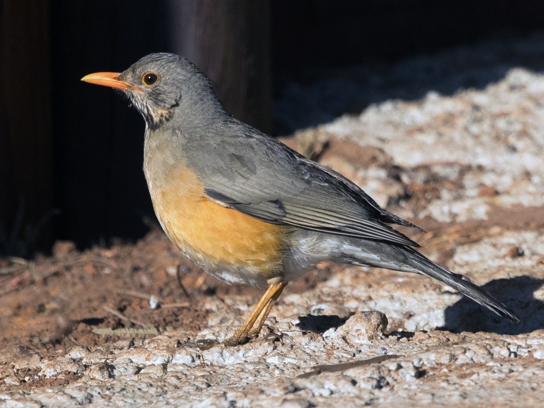 Kurrichane Thrush - eBird