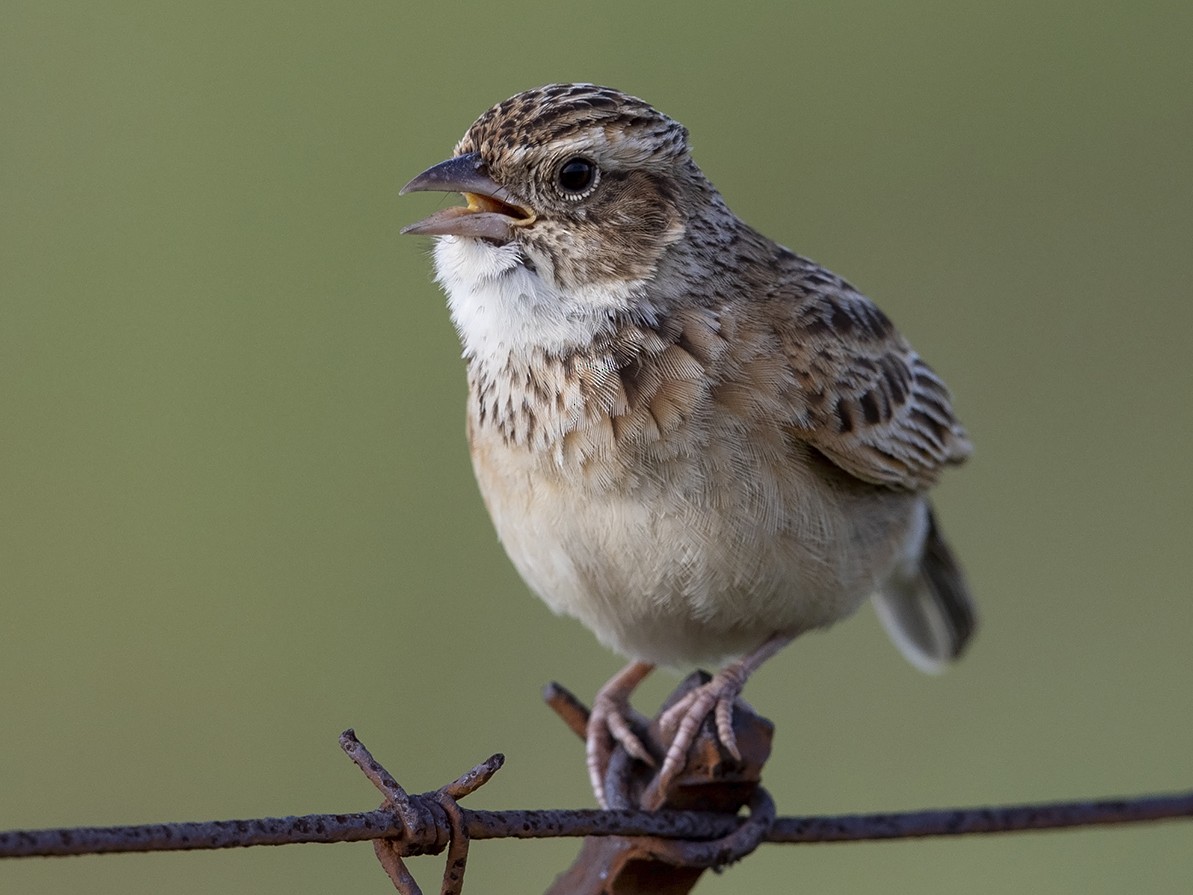 Melodious Lark - eBird