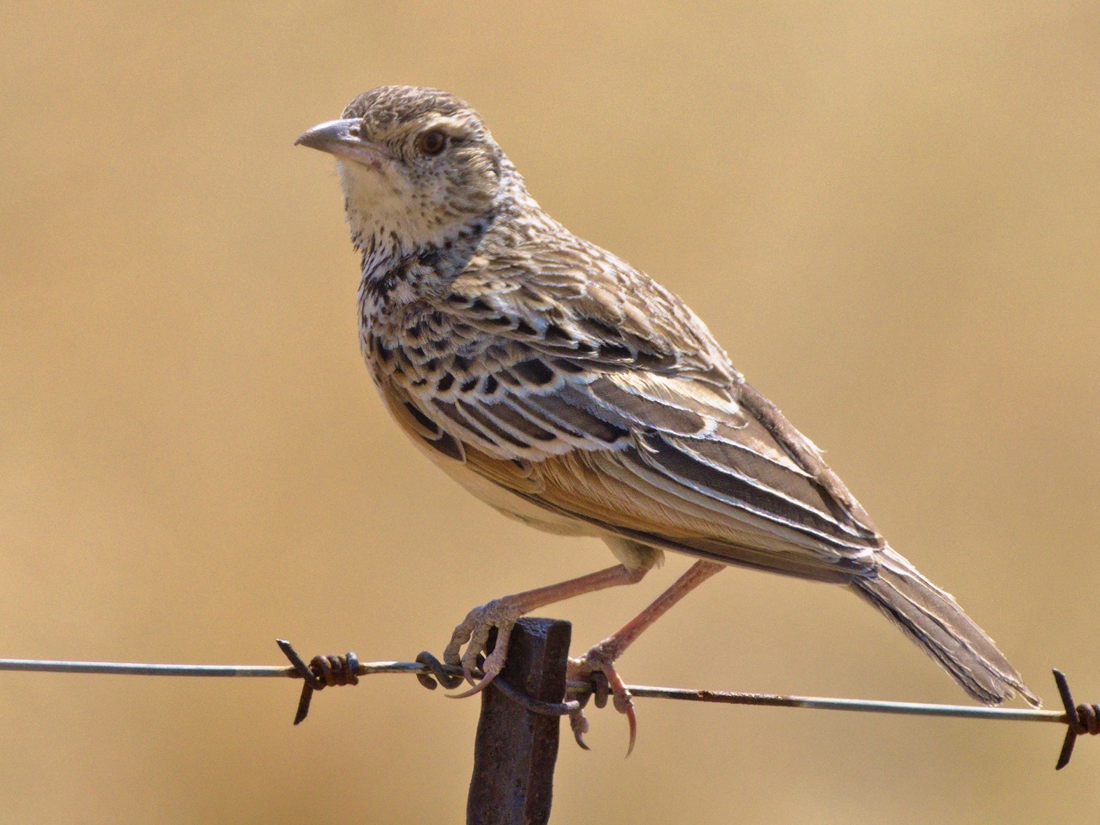 Latakoo Lark - eBird