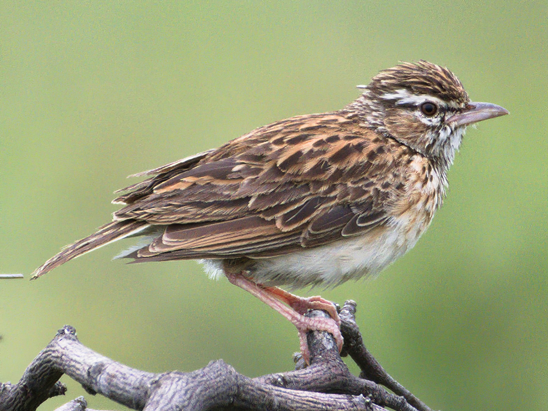 Latakoo Lark - eBird