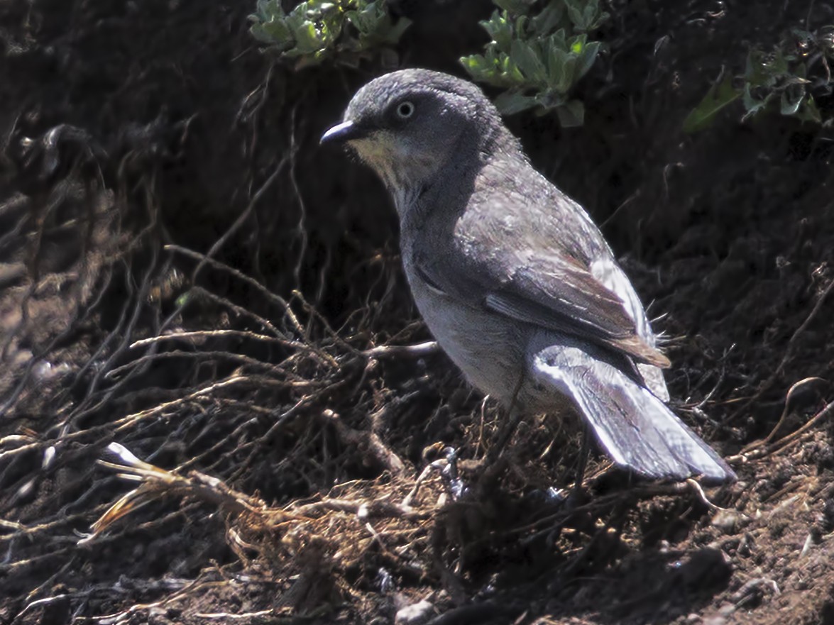 Layard's Warbler - eBird