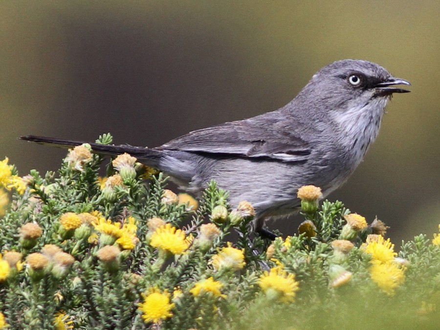 Layard's Warbler - eBird