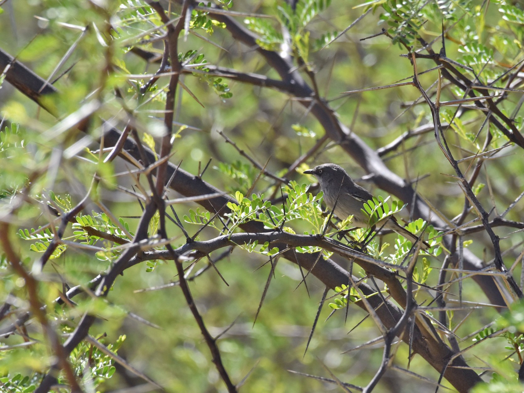 Layard's Warbler - eBird