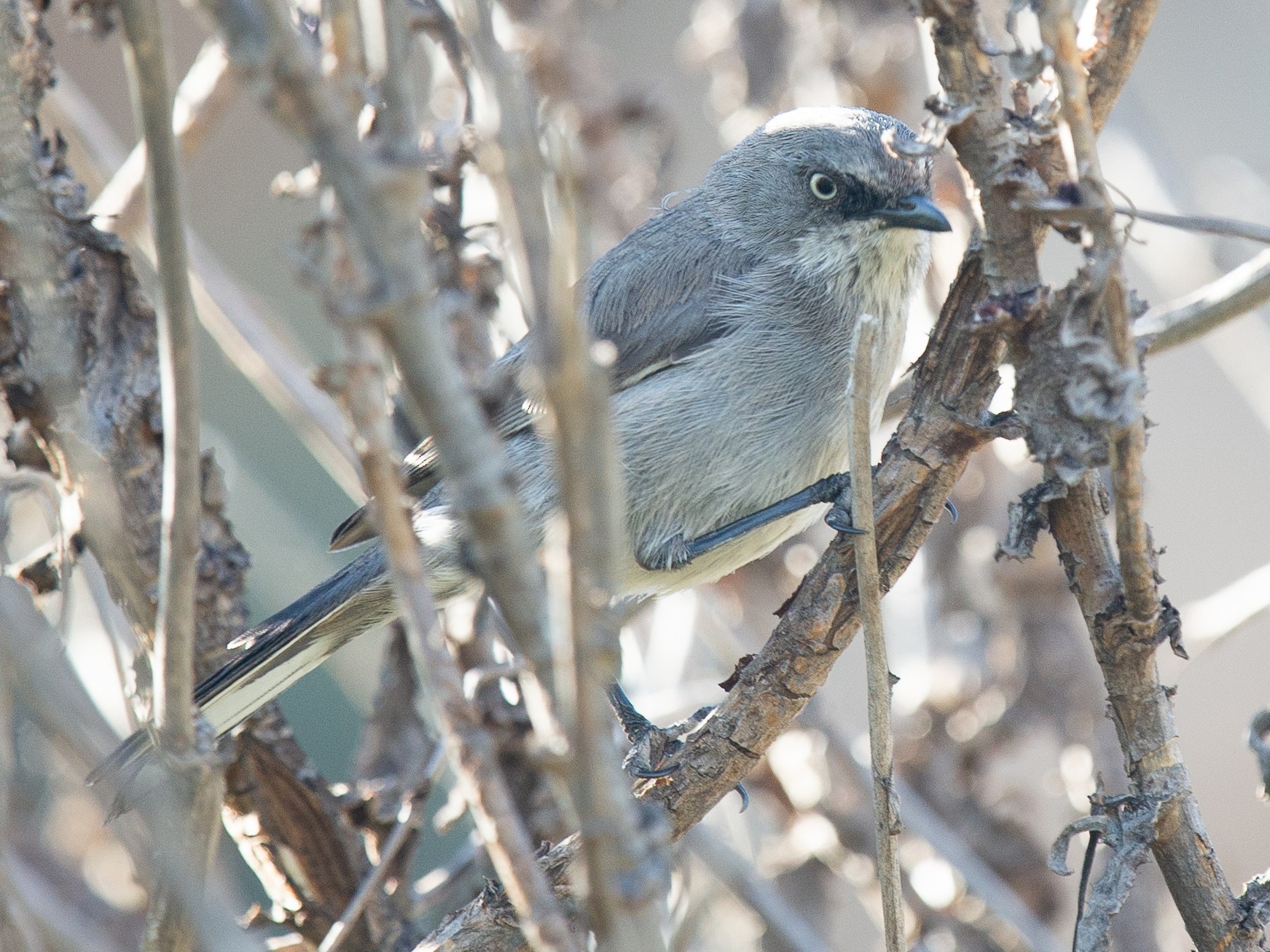 Layard's Warbler - eBird