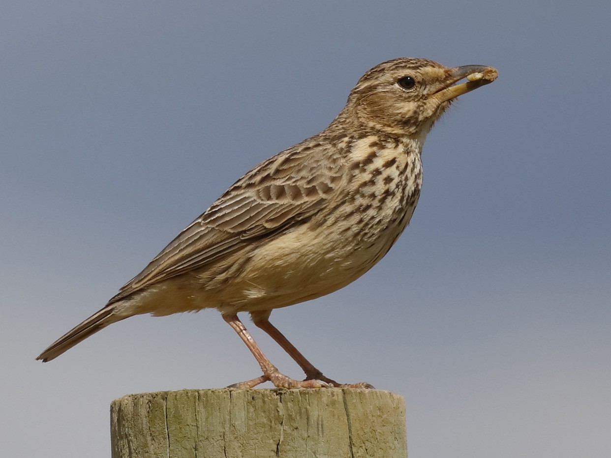 Large-billed Lark - eBird