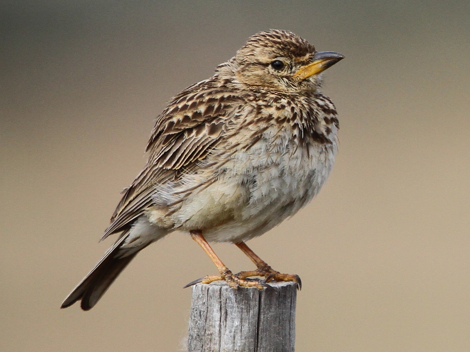 Large-billed Lark - eBird