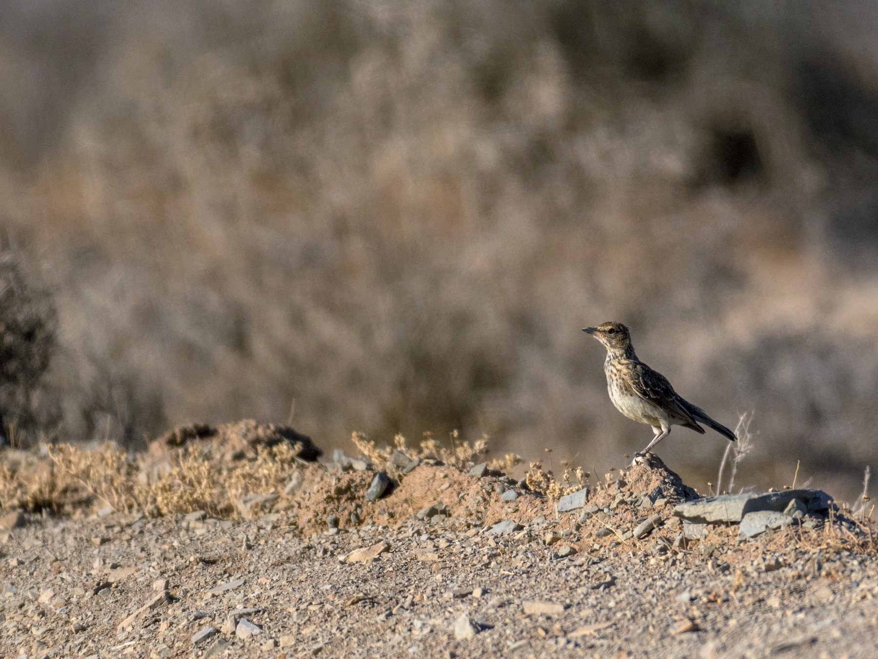 Large-billed Lark - eBird