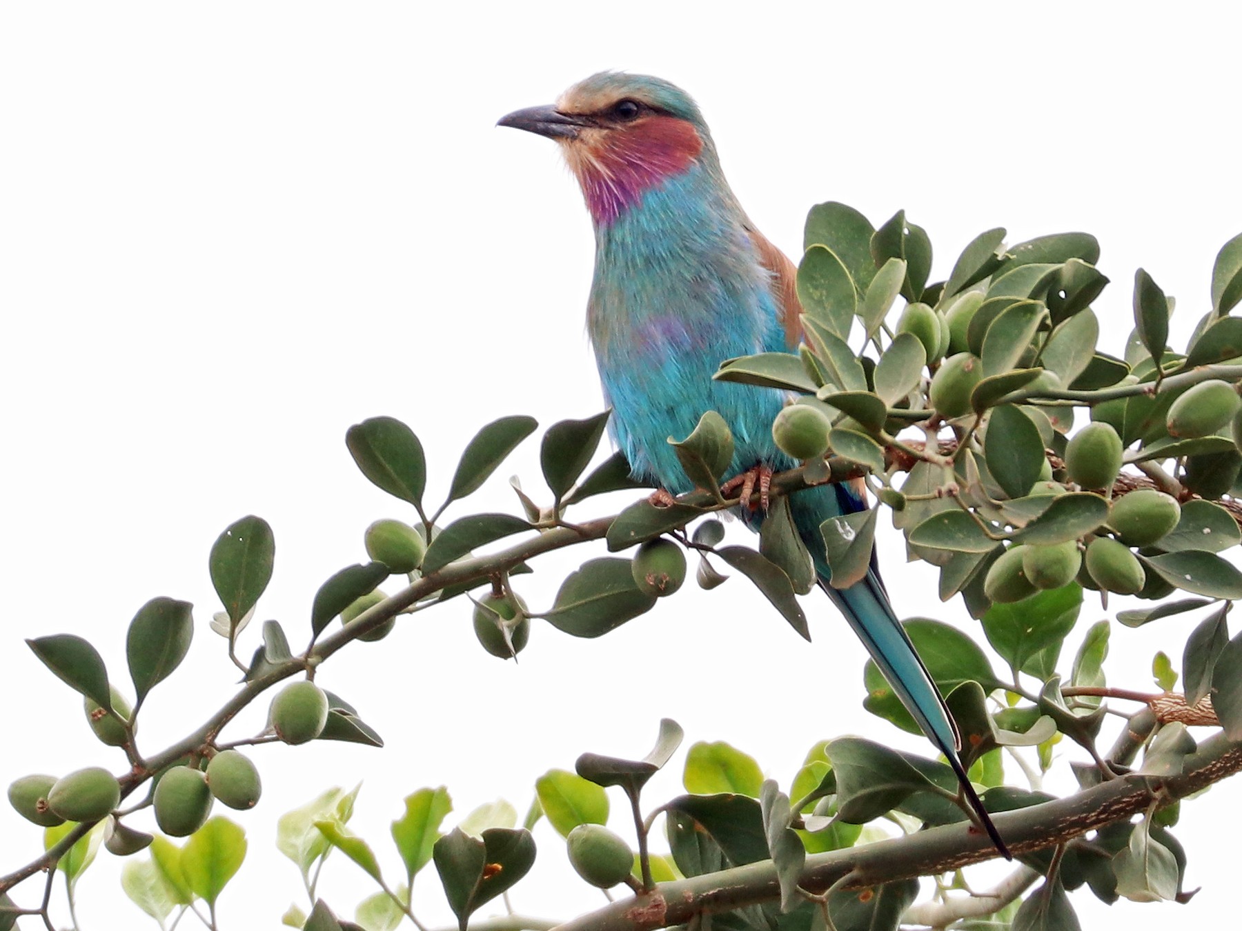 Lilac-breasted Roller - eBird