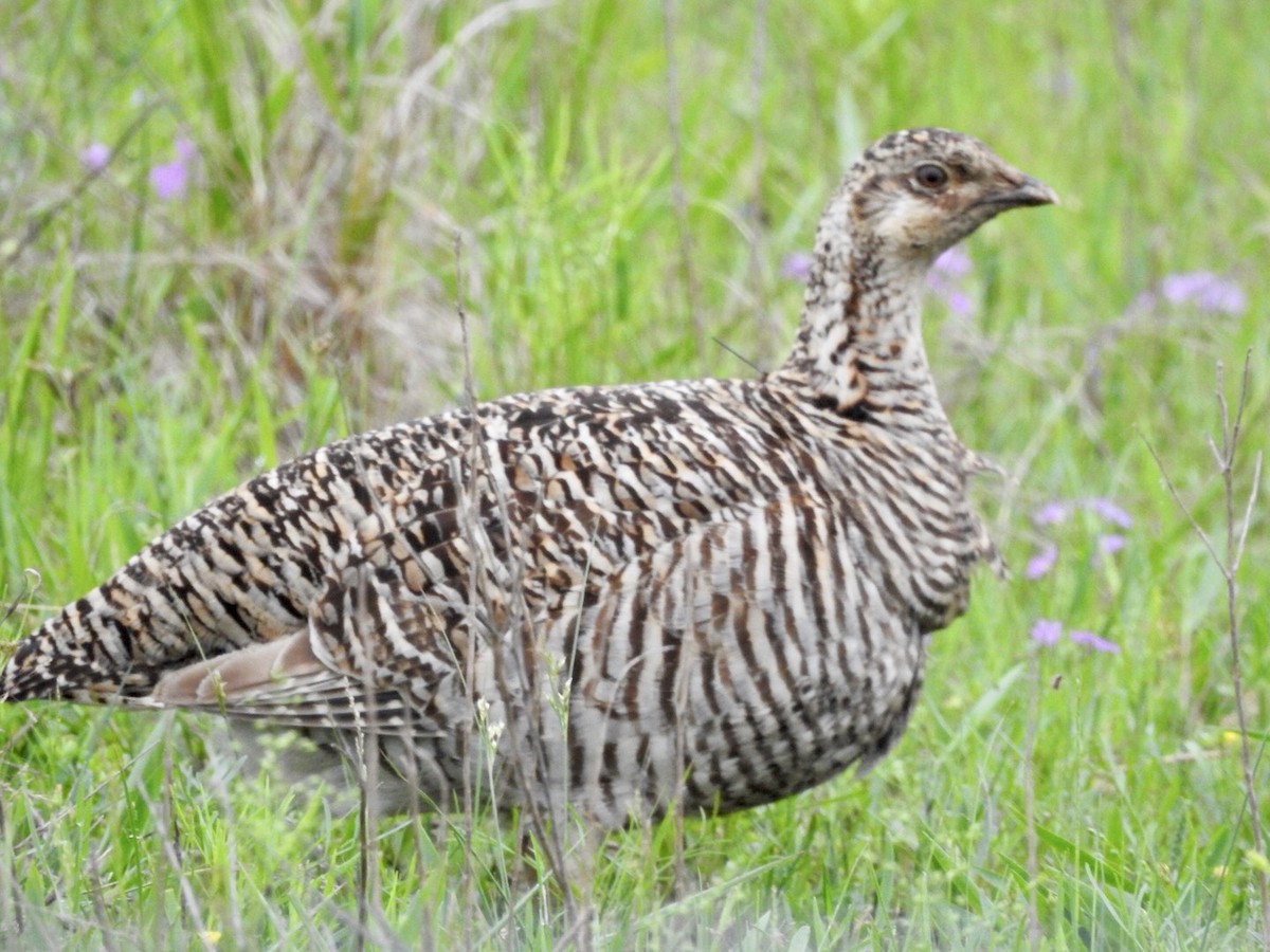 eBird Checklist - 28 Mar 2020 - Attwater Prairie Chicken NWR (CTC 004 ...