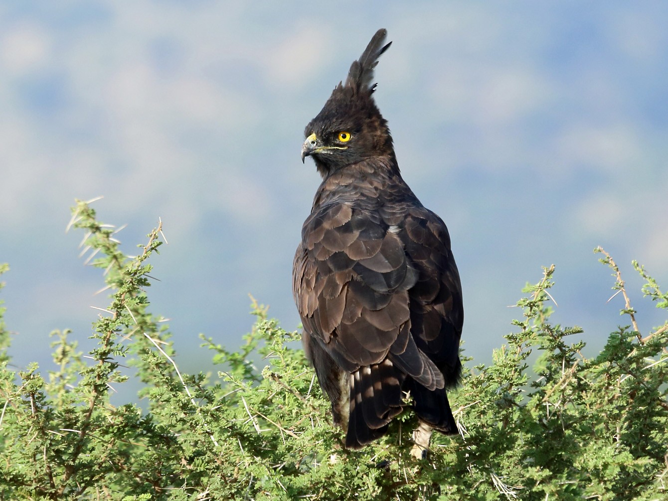 Long-crested Eagle - eBird