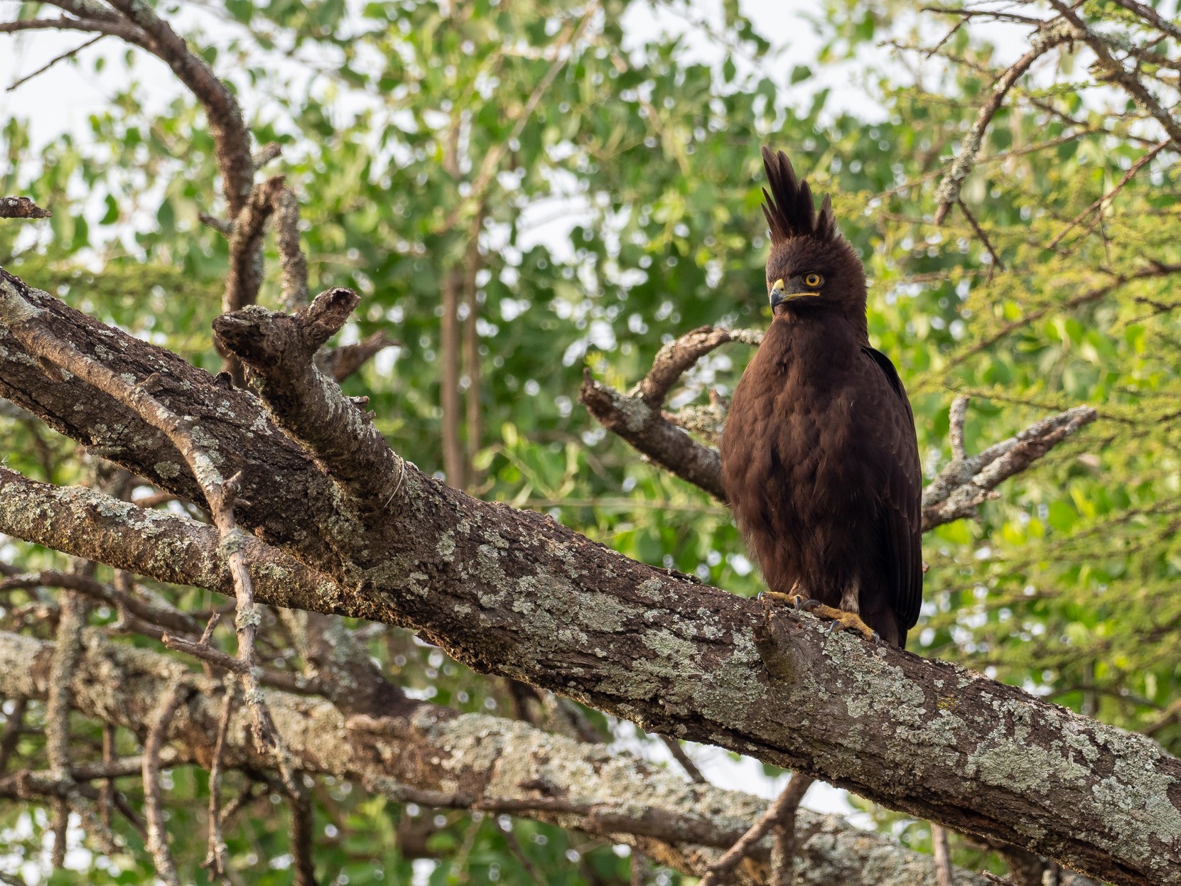 Long-crested Eagle - eBird