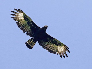 Long-crested Eagle - eBird