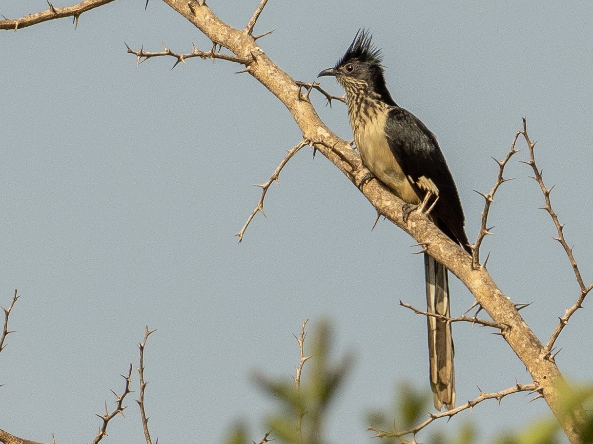 Levaillant's Cuckoo - eBird