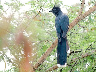 Levaillant's Cuckoo - eBird