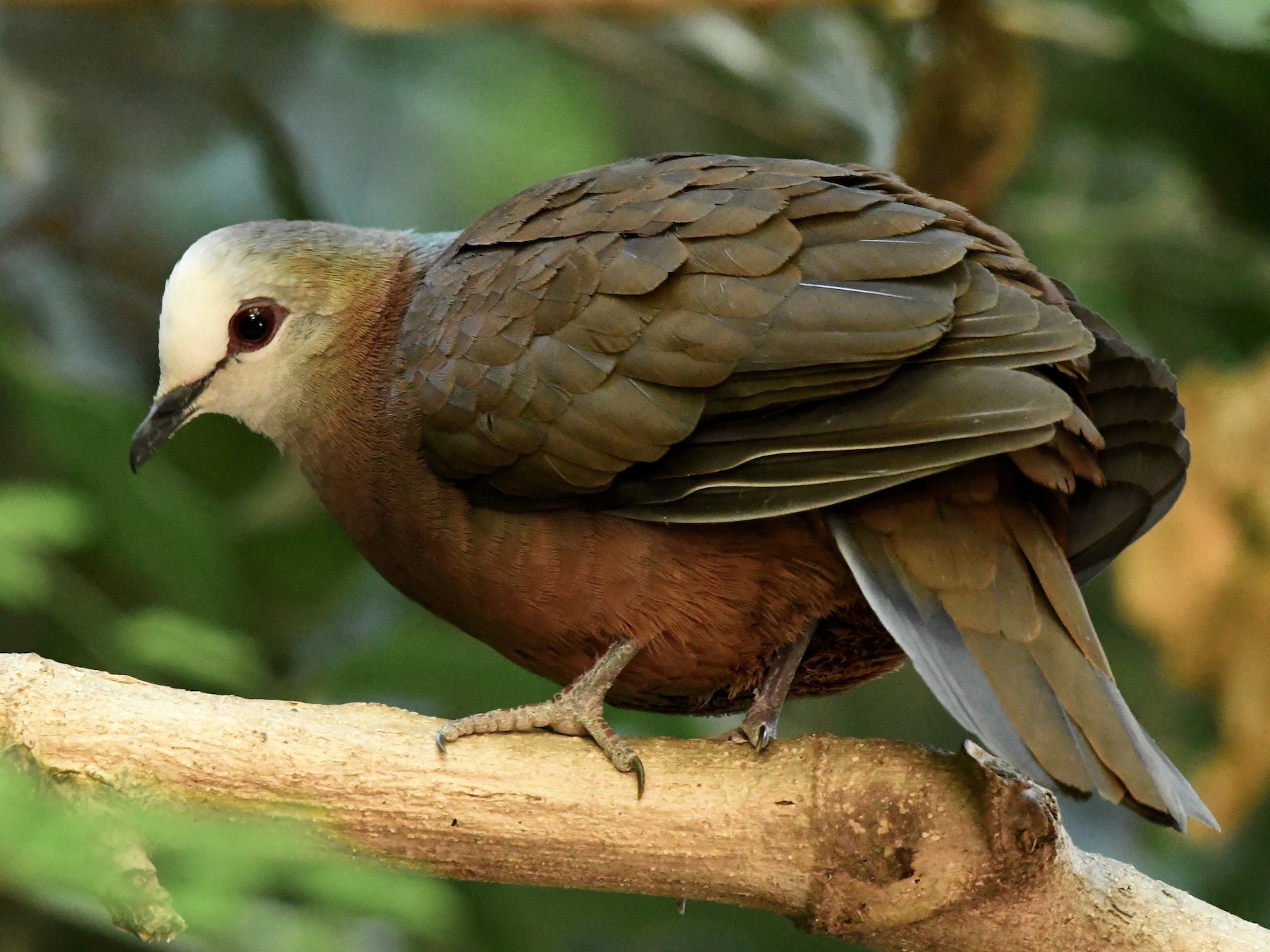 Lemon Dove - eBird
