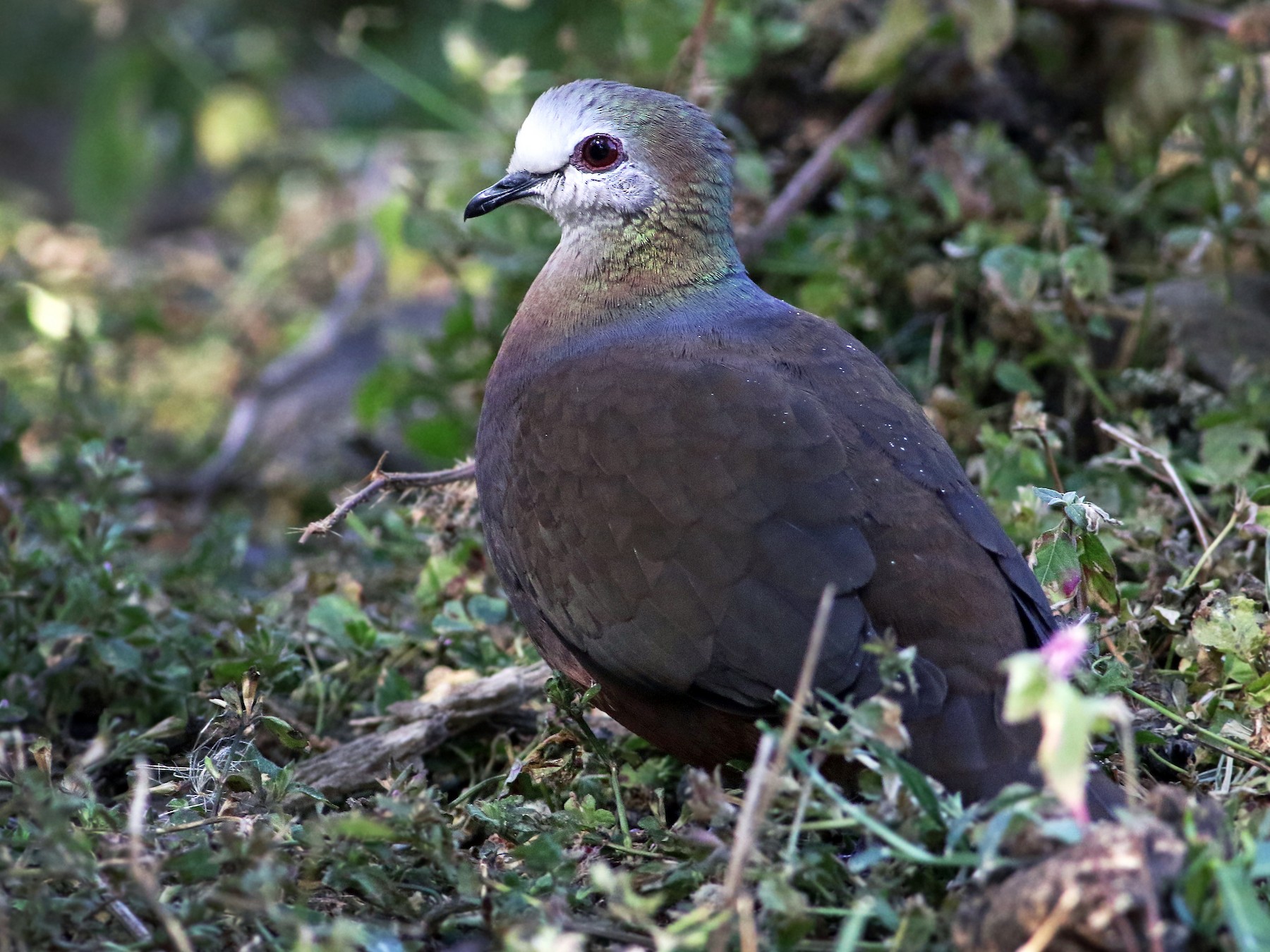 Lemon Dove - eBird