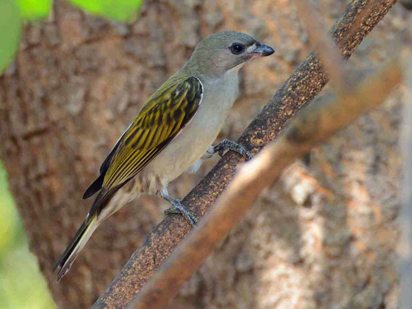 Lesser Honeyguide - eBird