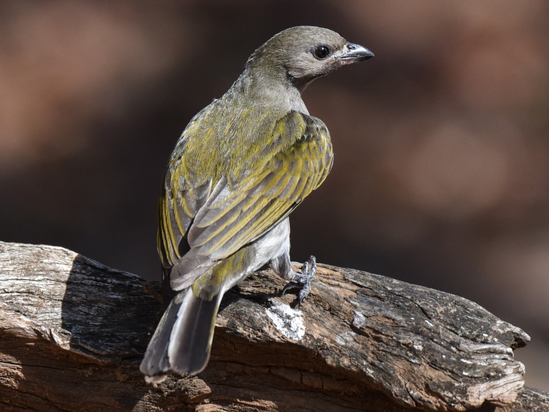 Lesser Honeyguide (Lesser) - eBird