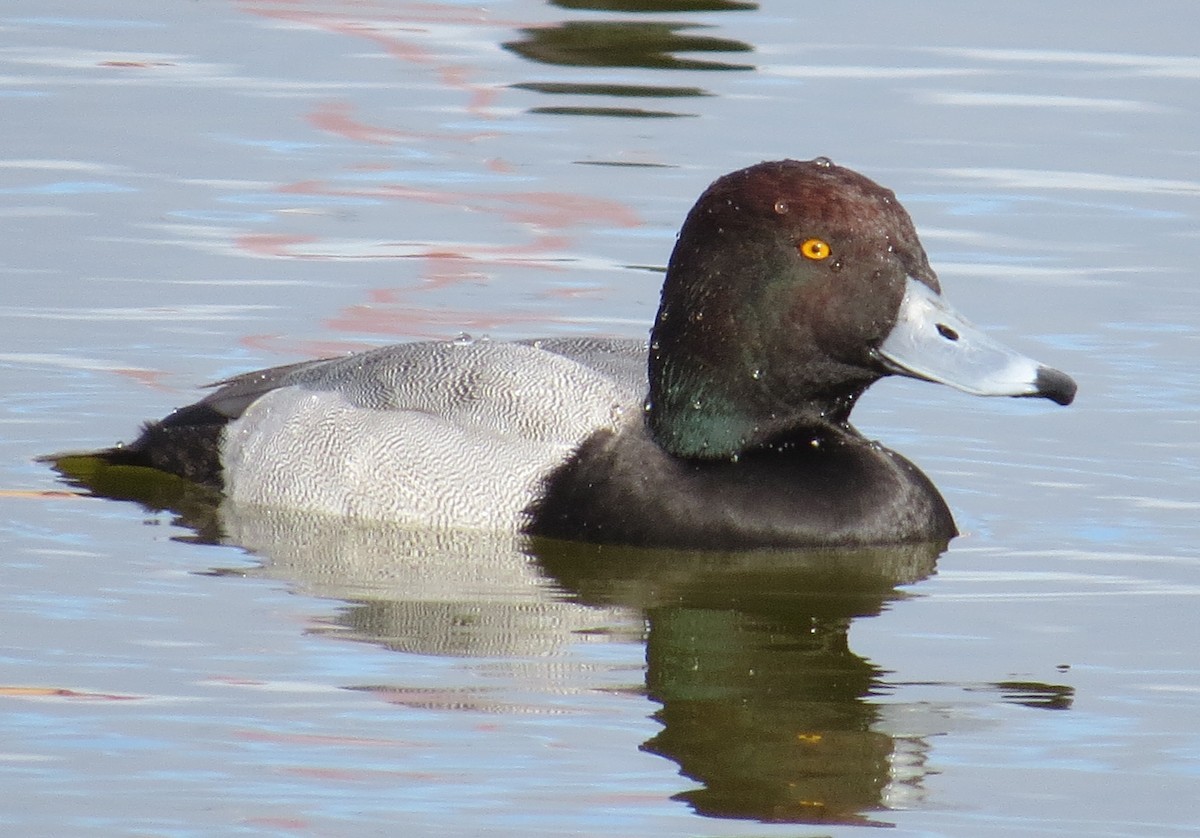 Redhead x Greater Scaup (hybrid) - eBird
