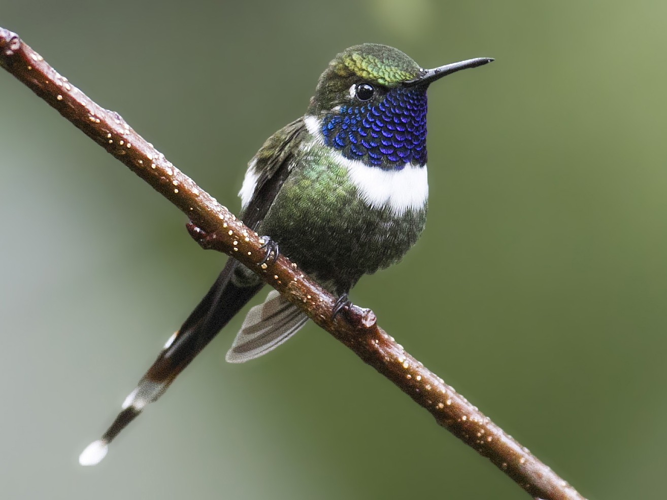 Sparkling-tailed Hummingbird - eBird