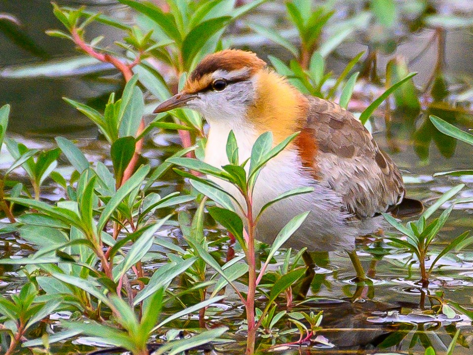 Lesser Jacana - eBird