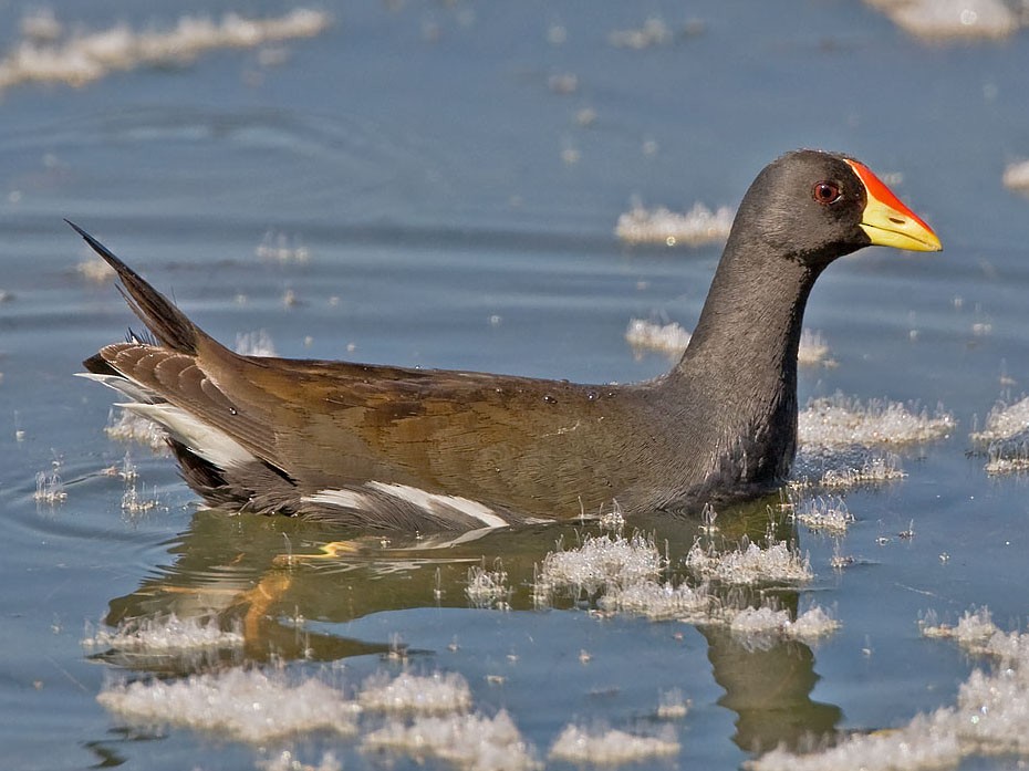 Lesser Moorhen - eBird