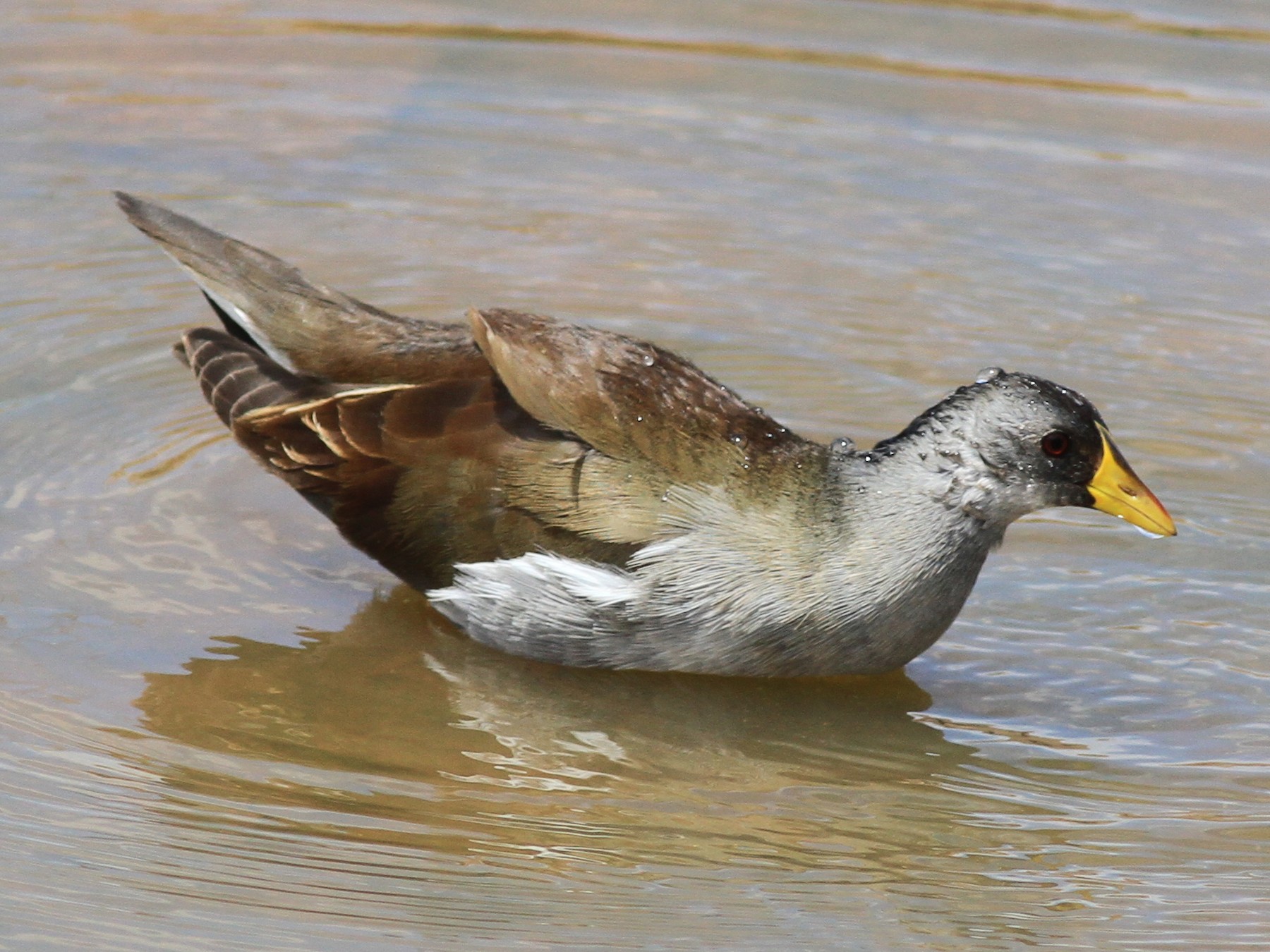 Lesser Moorhen - eBird