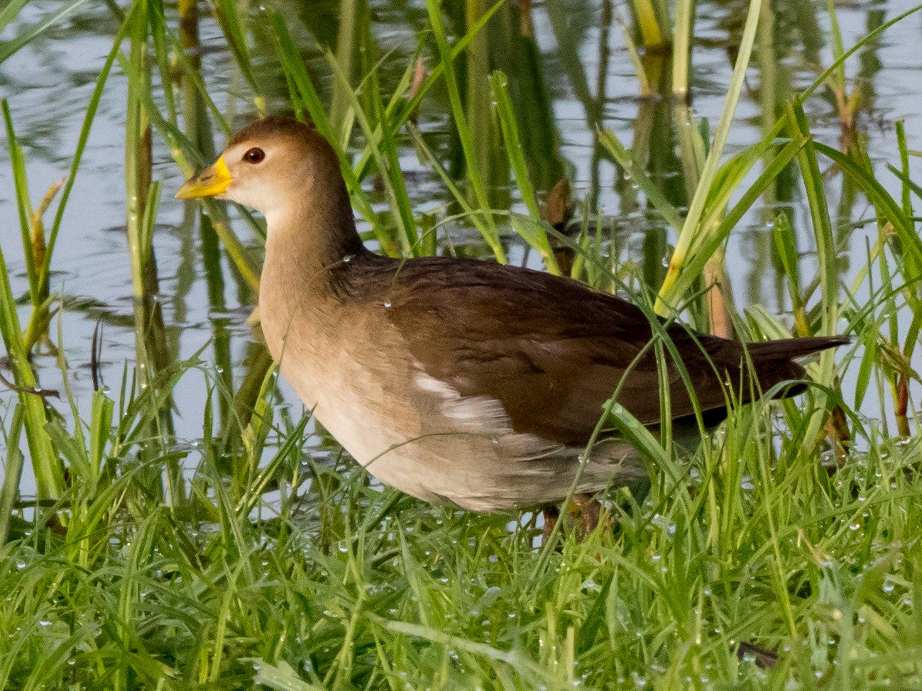 Lesser Moorhen - eBird