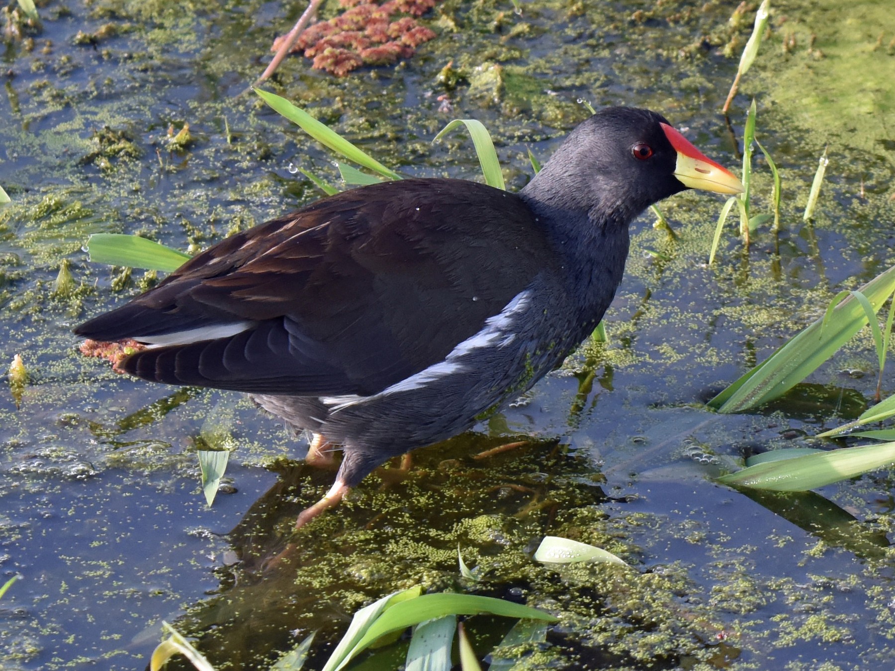 Lesser Moorhen - eBird