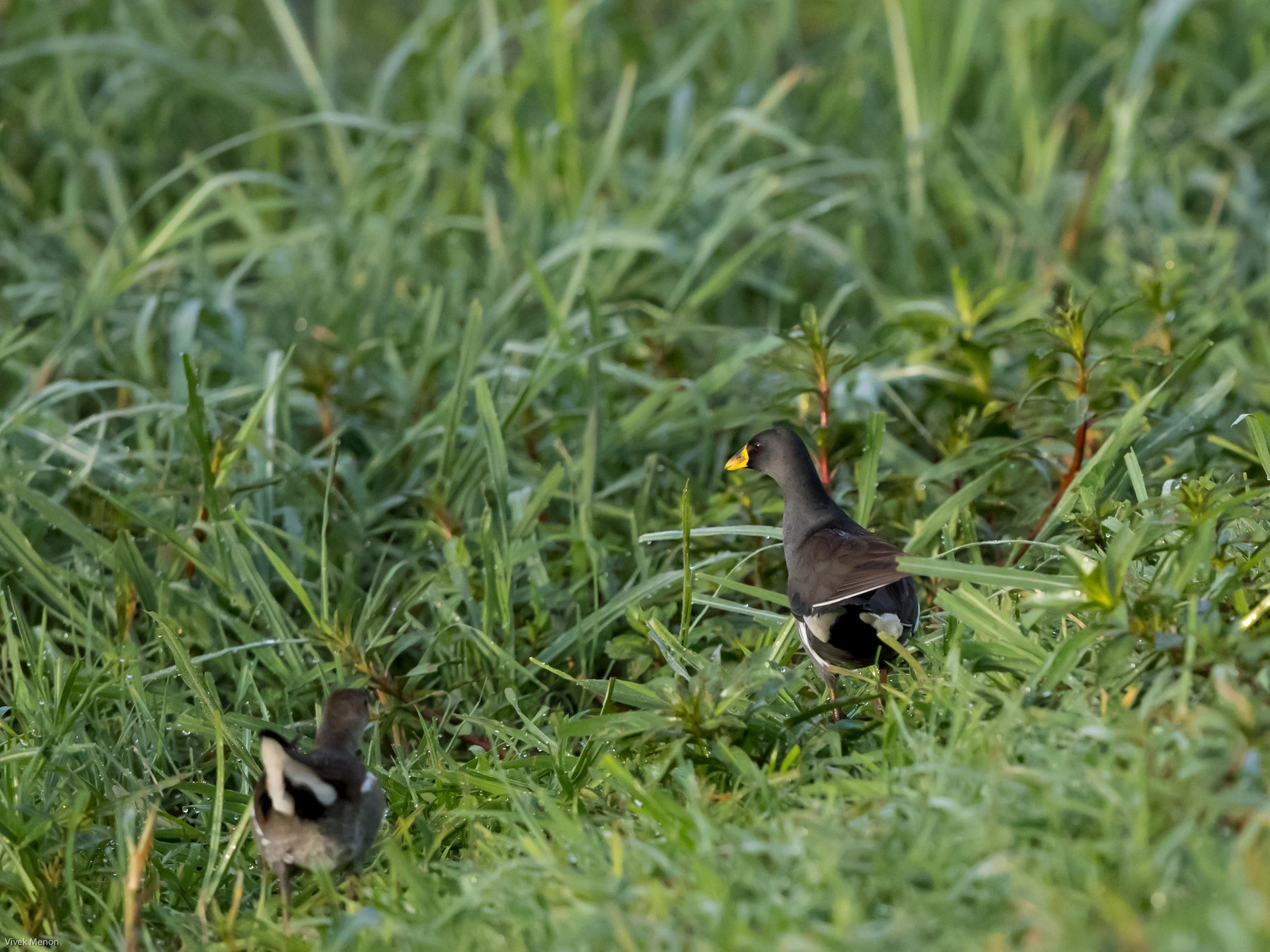 Lesser Moorhen - eBird