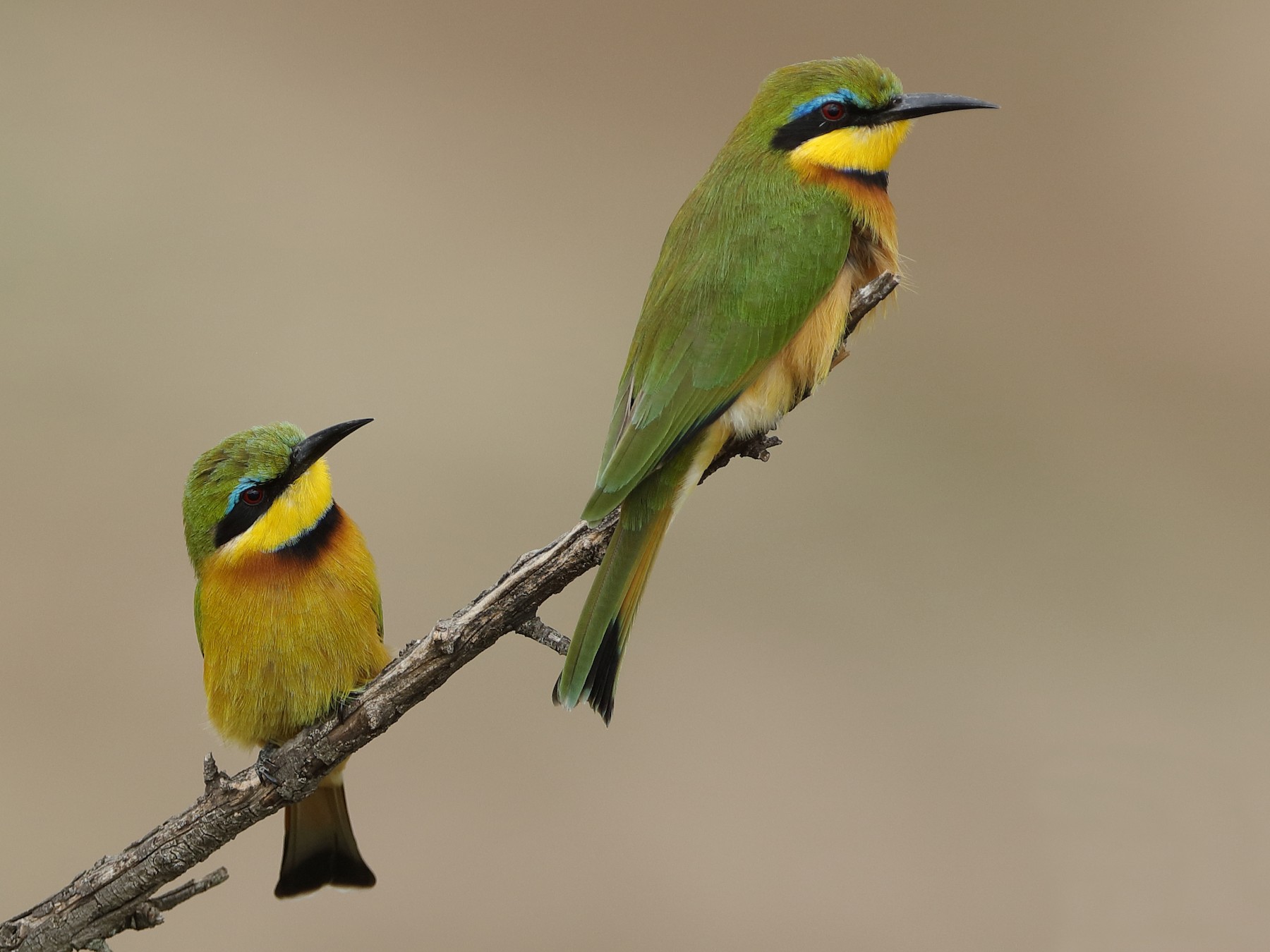 Little Bee Eater